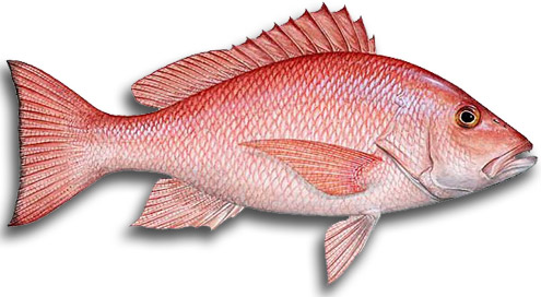 Flora dan Fauna Khas Kepulauan Riau | Sharing Bareng