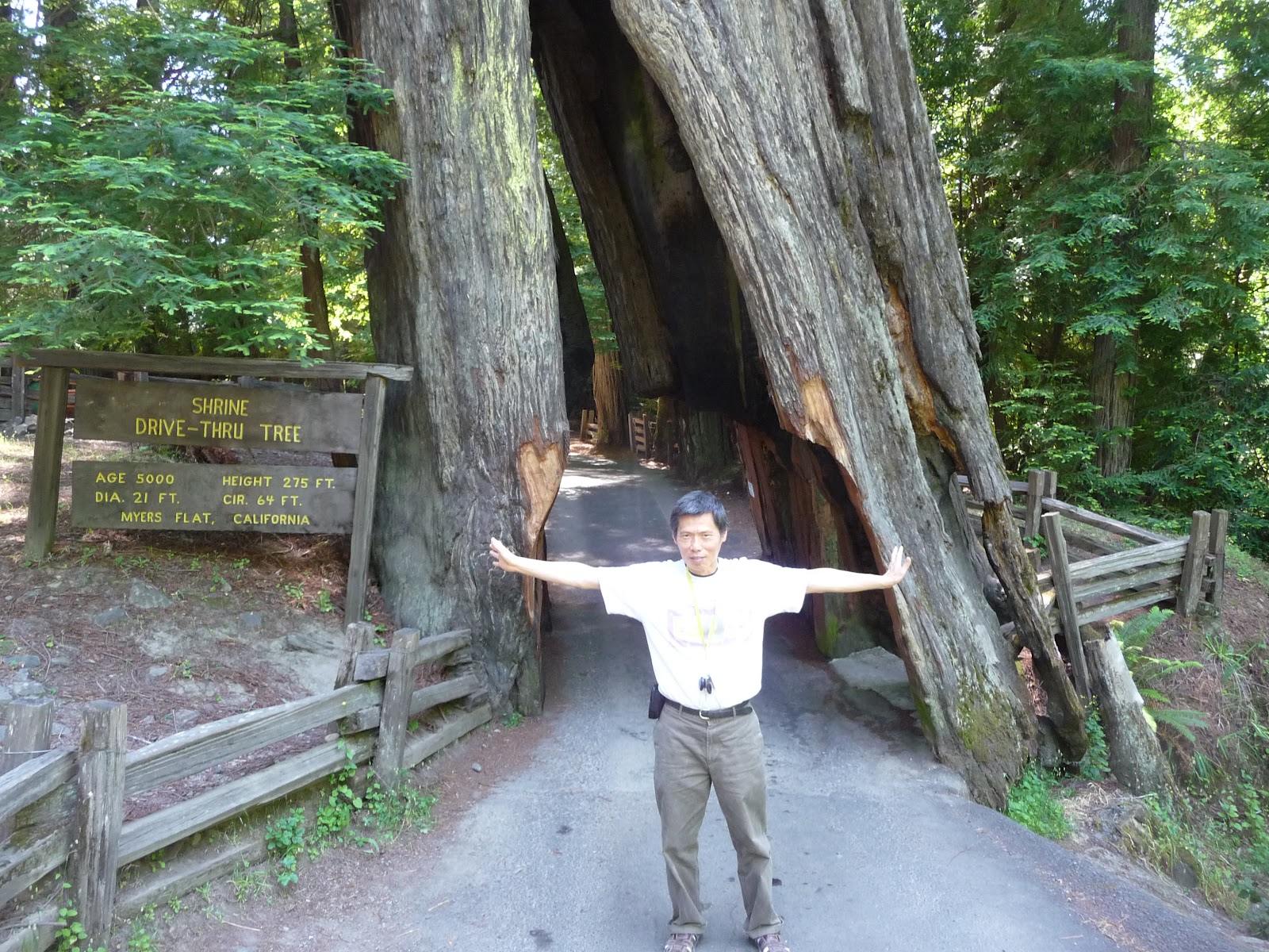 June 17, 2012: Drive Thru Trees & Redwoods, California