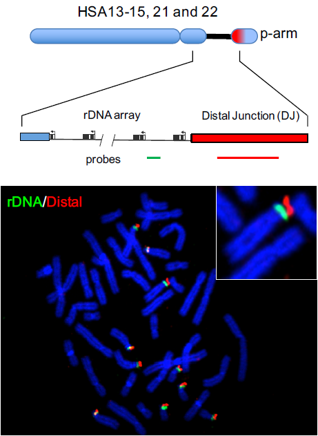 GenomeRef: Shining a light on human acrocentric p-arms