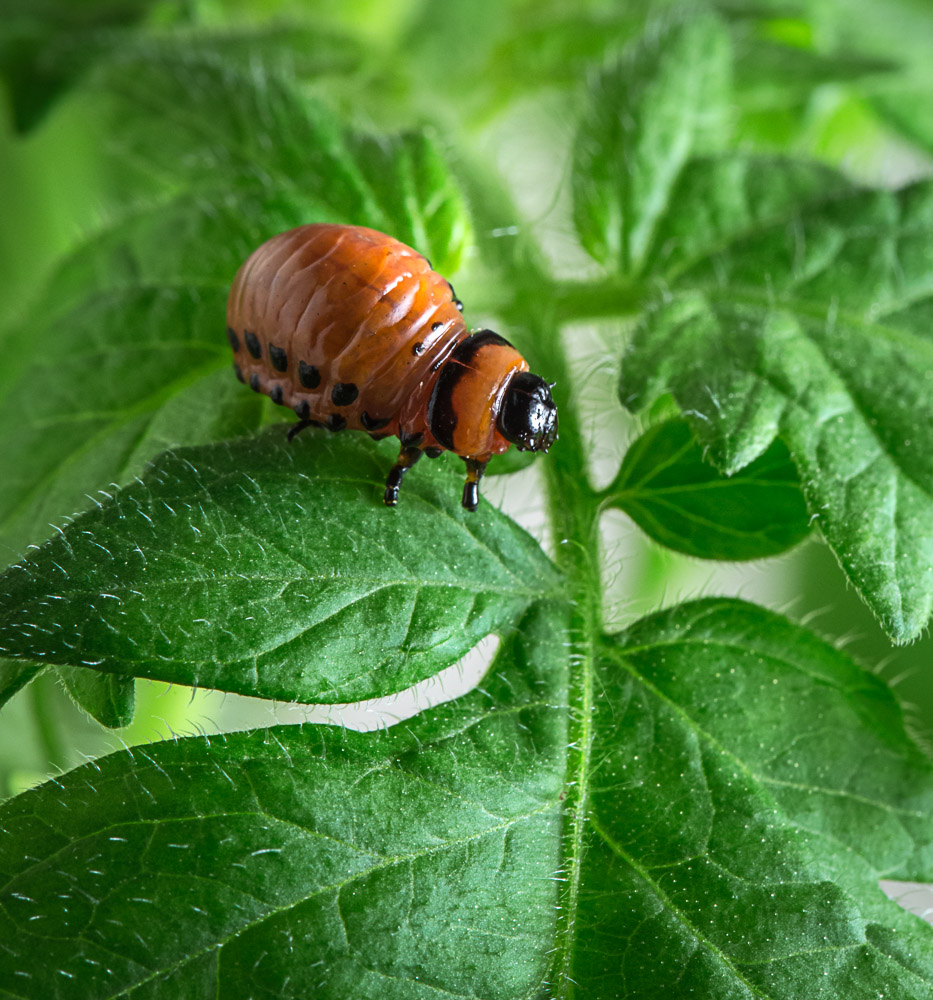 seldom seen: Potato Beetle