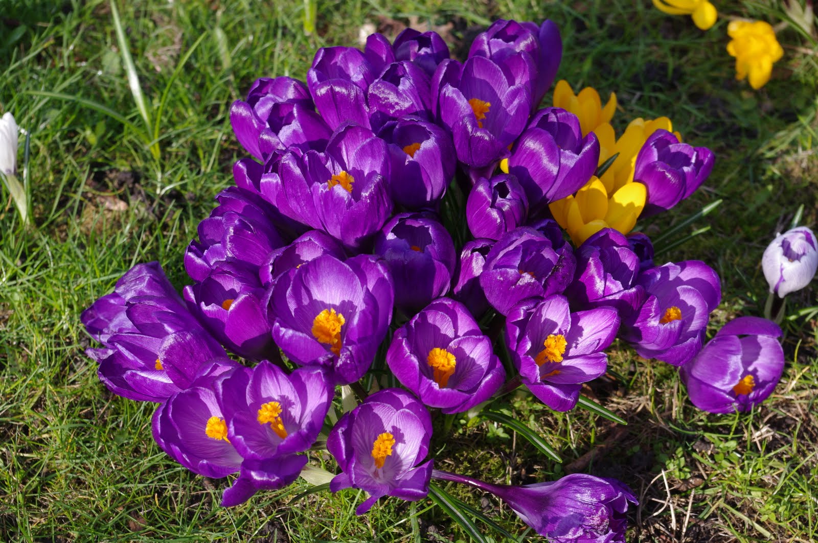 Robyn's Family History Adventure: Day 43 - James Joss : Untutored in Vice