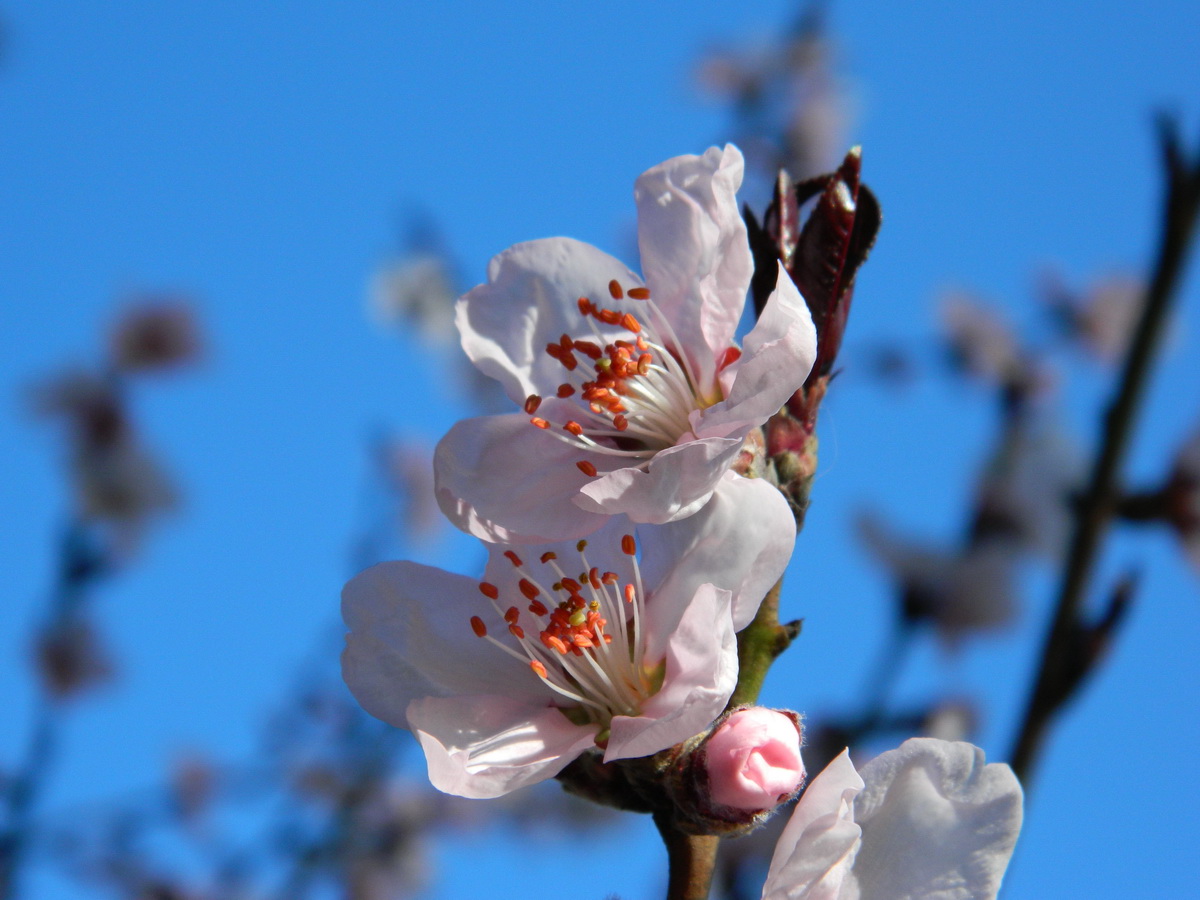 LA MULTI ANI, ROMANIA!: Migdal inflorit
