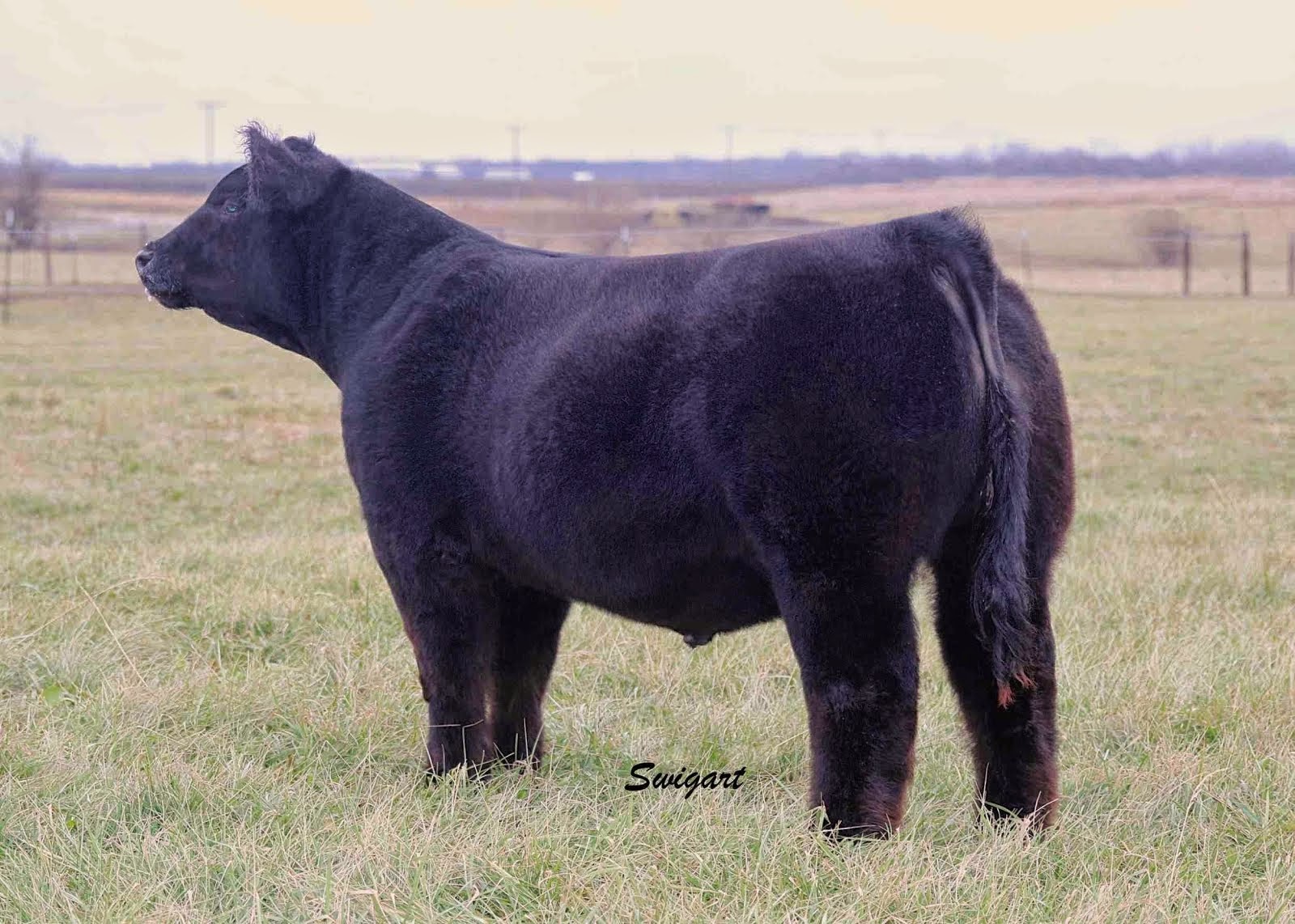 RCC Blog: Fu Man Chu bull selling tonight at Western Elite in Denver!!!!!