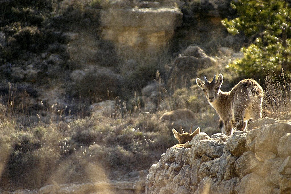 Naturarte: Cabra montesa