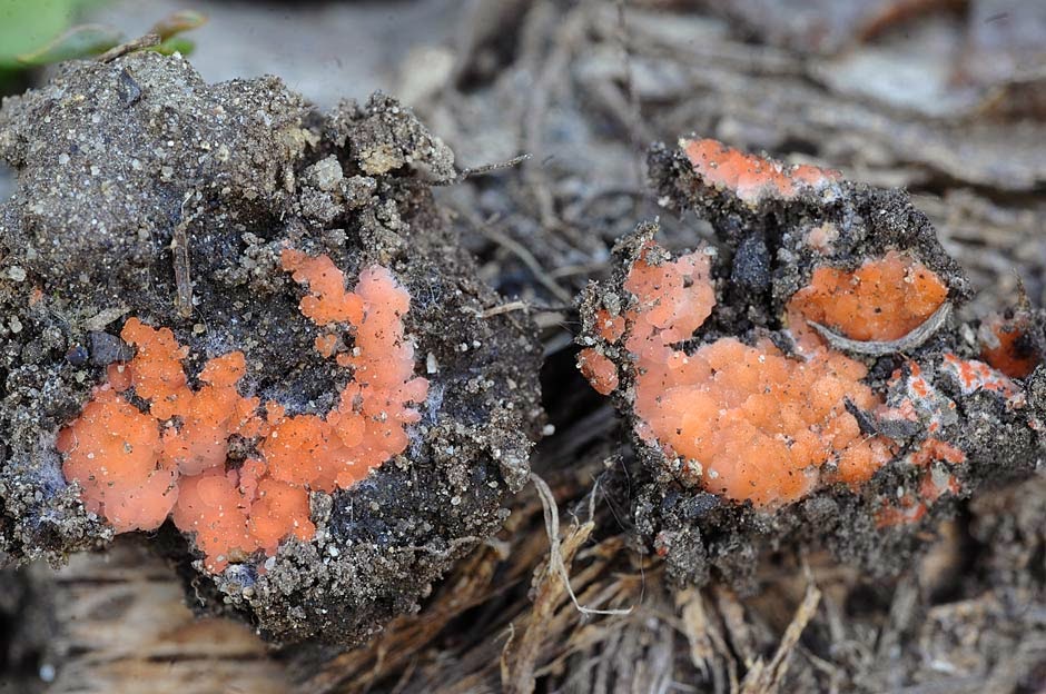 Funghi Teramani: Pyronema omphalodes (Bull.) Fuckel, Jb. nassau