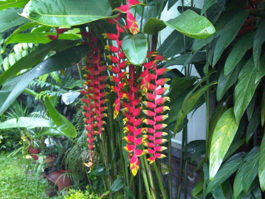 POHON PISANG HIAS | POHON PISANG-PISANGAN | POHON PISANG HELICONIA ...