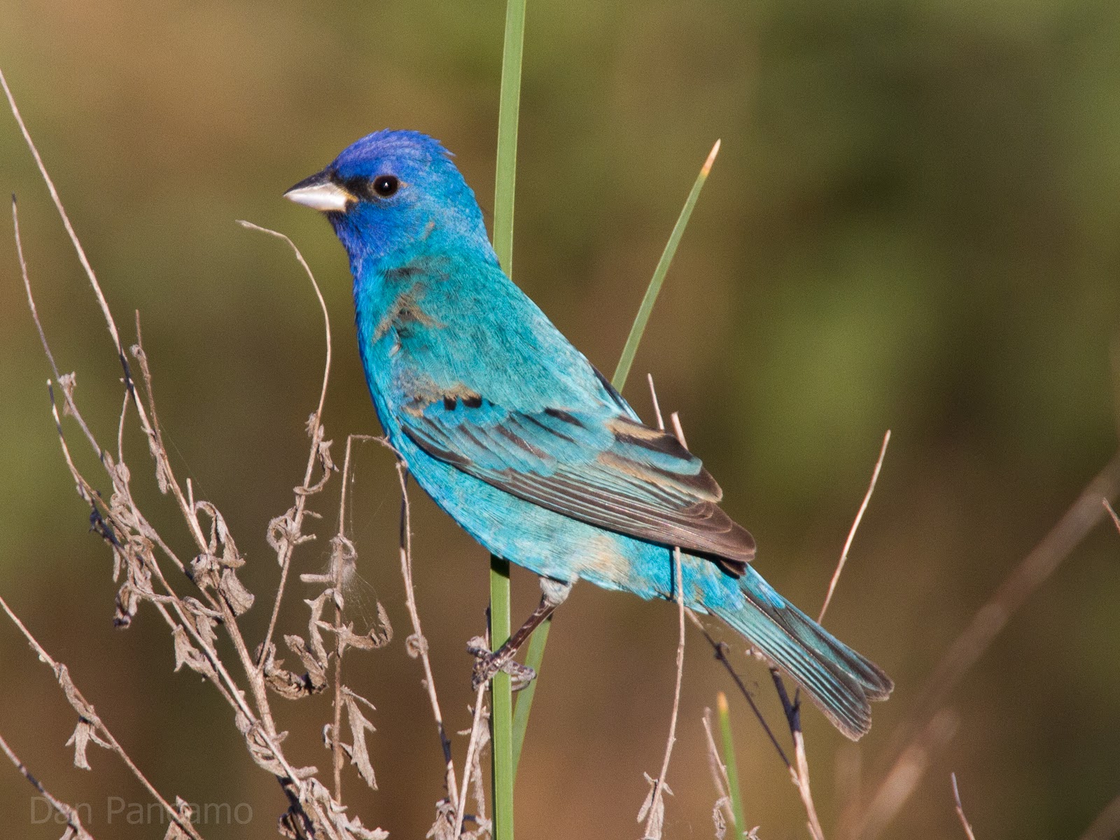 The Easton Curiosity Shop Is There A Blue Grosbeak In Your Future The Easton Curiosity Shop Is There A Blue Grosbeak In Your Future