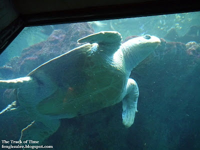 New England Aquarium - Giant Ocean Tank | The Track of Time