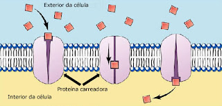 Descomplicando a Fisiologia Humana | PIBID BIOLOGIA UEPG
