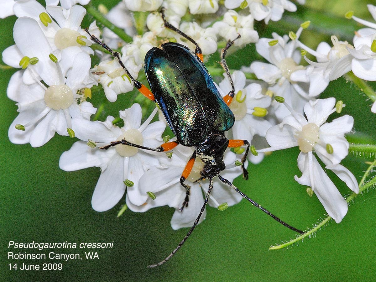 Northwest Nature Notes: LONG-HORNED BEETLES