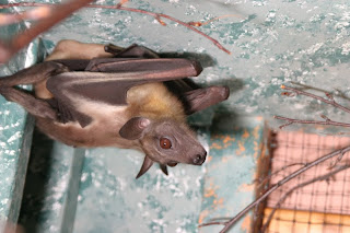 World Bird Sanctuary: Bats and Rabies