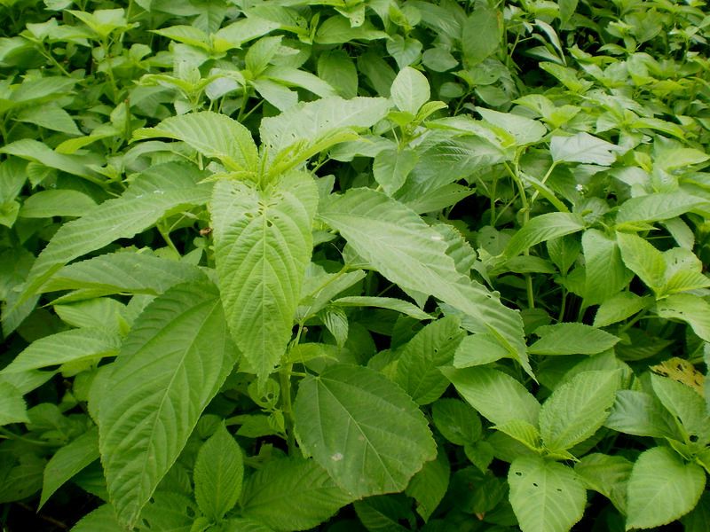 The 4 Amazing Health Benefits of Saluyot Leaves.