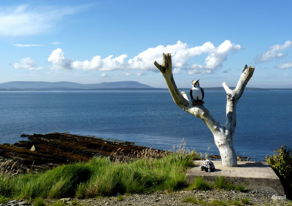 An Unusual Tree In Orkney