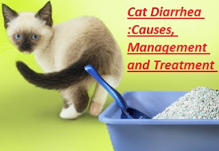 Cat Diarrhea :Causes, Management and Treatment