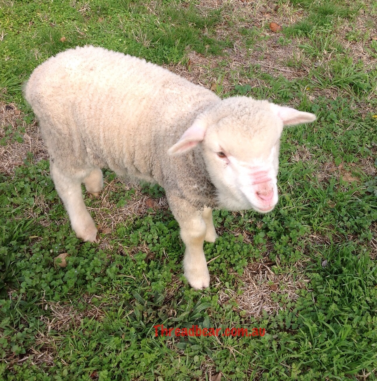 Threadbear: Hooray, Hooray..Spring Is On The Way.