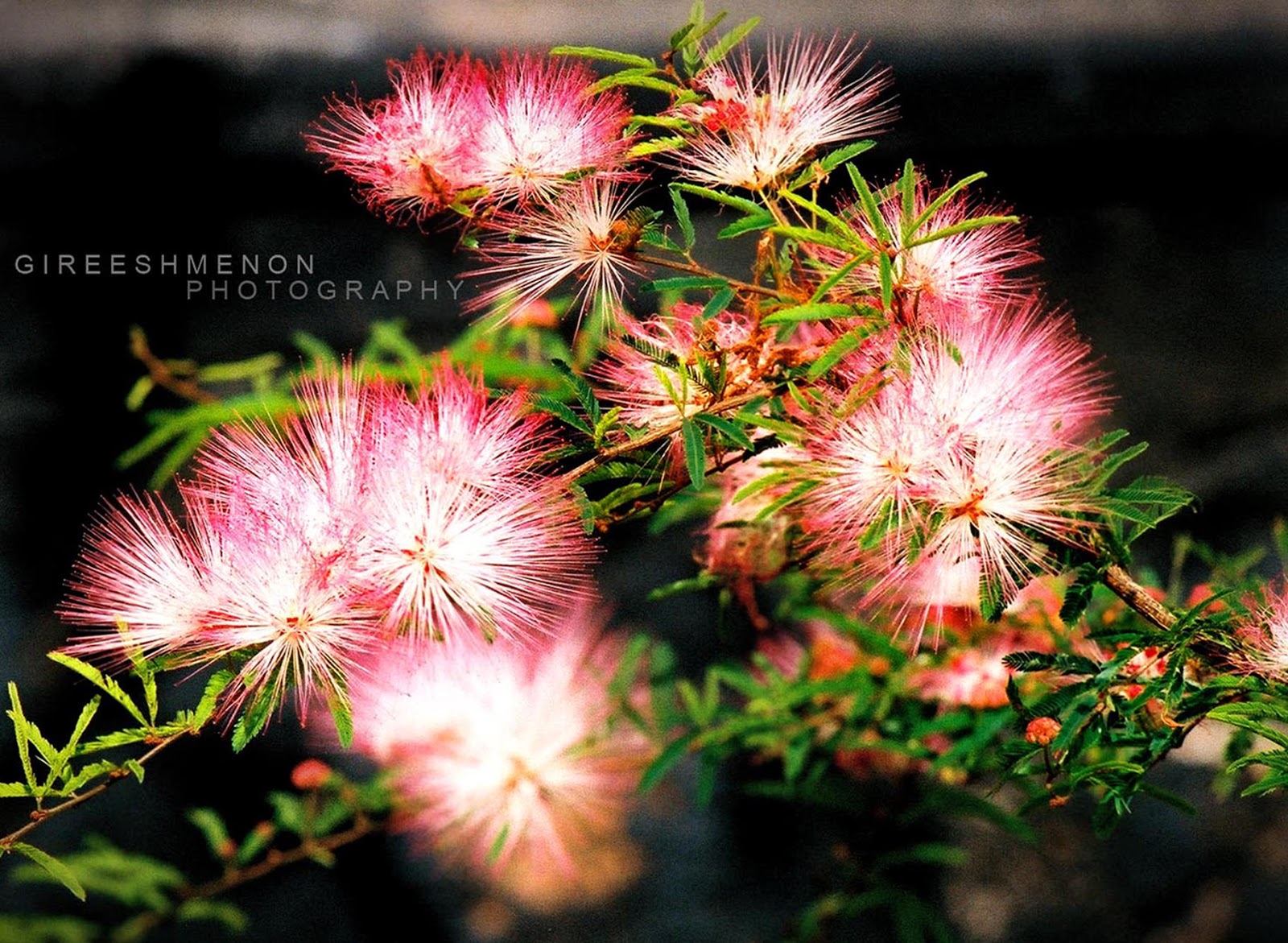 Flowers Gireeshmenon Pink Powder Puff