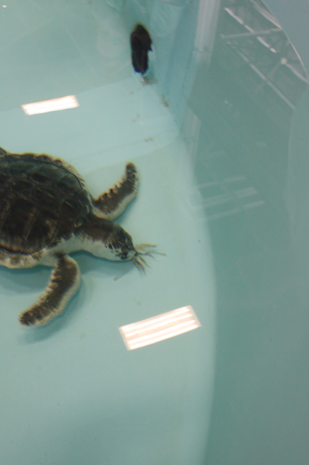 Marine Animal Rescue Team Blog