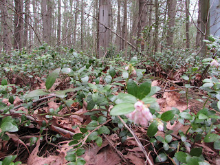 One of the World's Oldest Organisms: Hoverter & Sholl Box Huckleberry ...