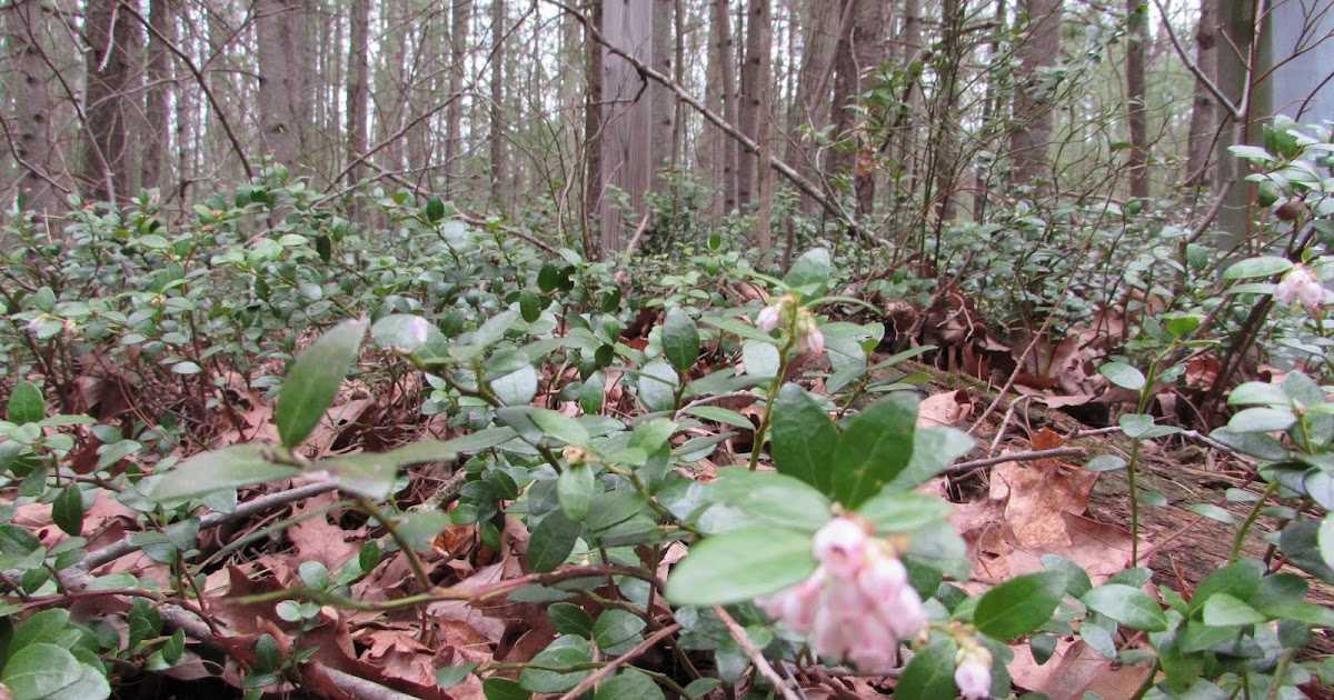 One of the World's Oldest Organisms: Hoverter & Sholl Box Huckleberry ...