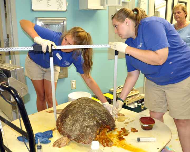 Sea Turtle Hospital: Loggerhead caught on Folly Pier admitted with ...