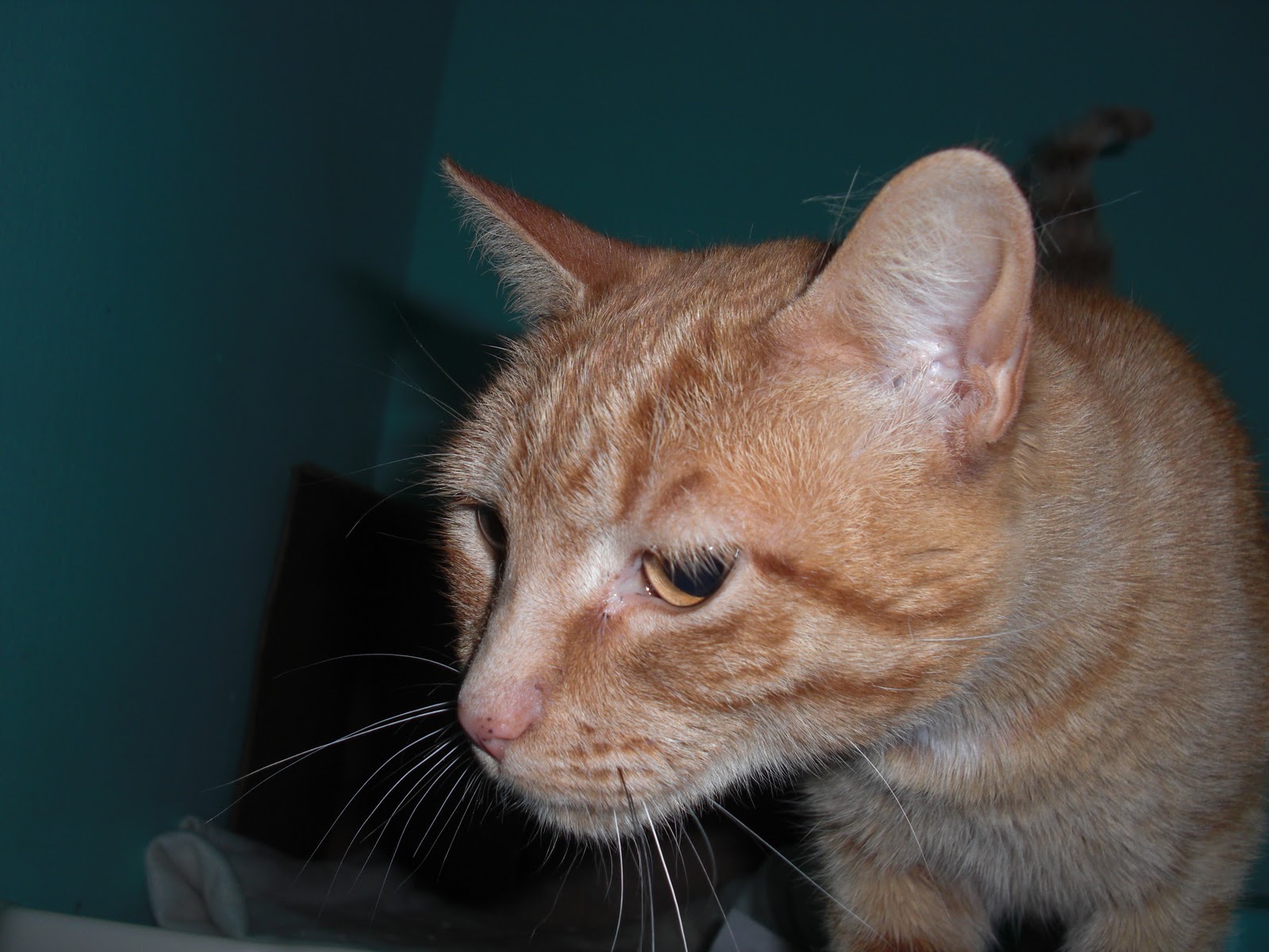 ZAGUATES Y MISINGOS: MANDARINA...LINDA GATITA EN ADOPCION