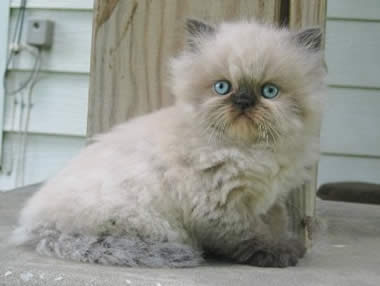 Pisicute de Rasa: pisicute persane de himalaya si birmaneze romanesti
