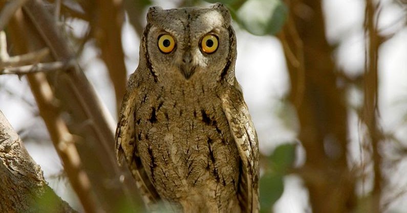 FAUNA Y FLORA DEL MUNDO: AUTILLO