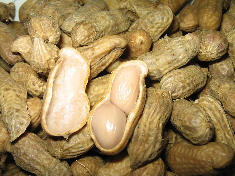 Cara Menanam Kacang Tanah Yang Baik dan Benar by. CaraMenanam.Com