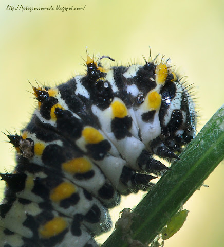 In linii mari: Reverse lens