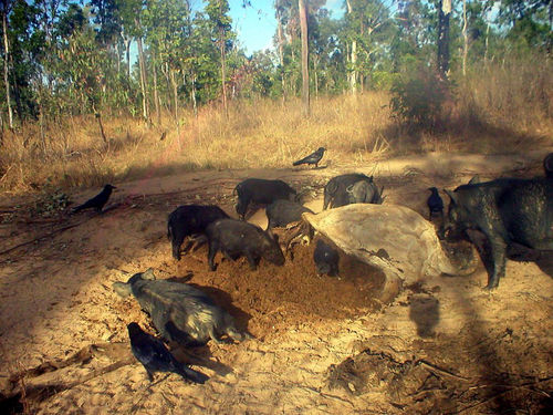 Outback Snack: Pig shooting in Australia