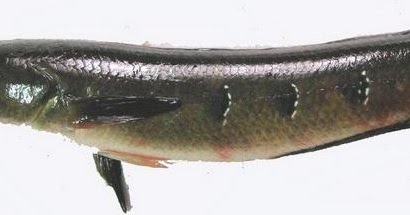 KERALA RIVERS AND FISHES