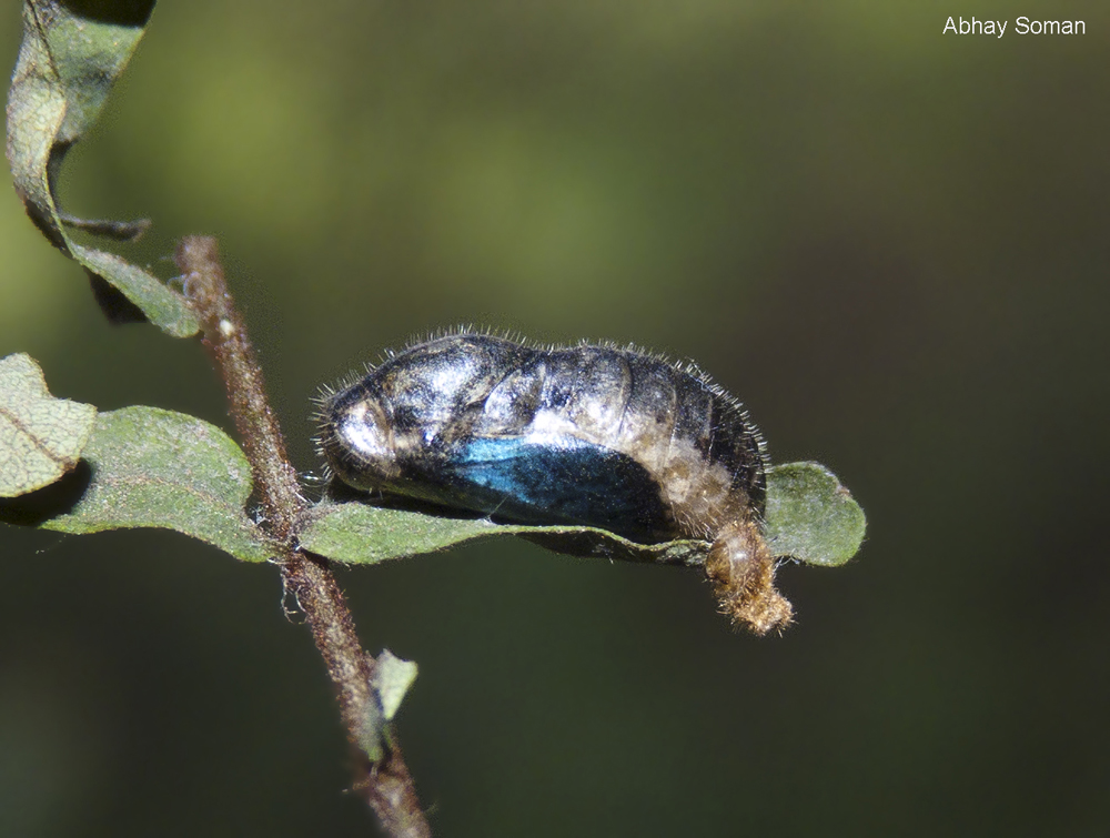 Nature @ IIT Bombay: Acytolepis puspa (Common Hedge Blue)