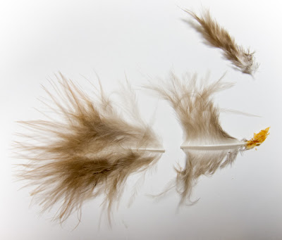 Fishing With Flies :: Blog: Step-by-steps for the "One Feather Fly"