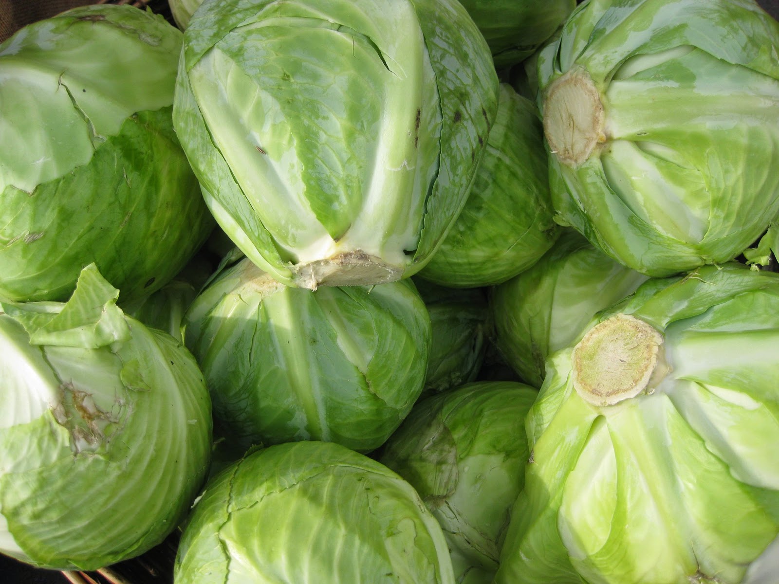 NAŠE KUCHYNĚ: Kysané zelí zelí po staročesku. Zelňačka. Podporuje ...