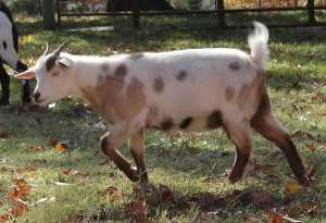 Tye Dye Acres: Fainting Goat Colors and Patterns!