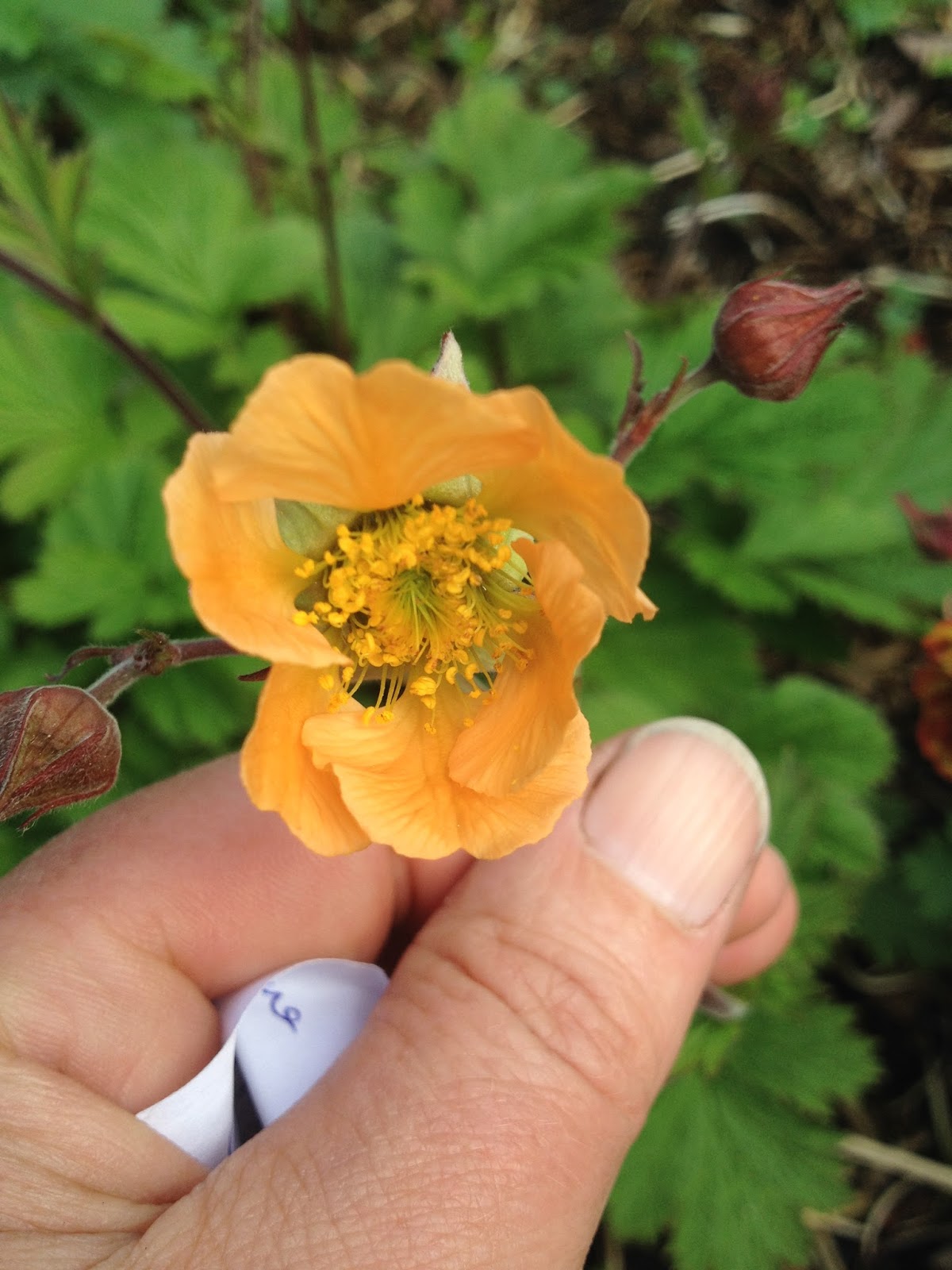 Blomstertøsens Have: Geum