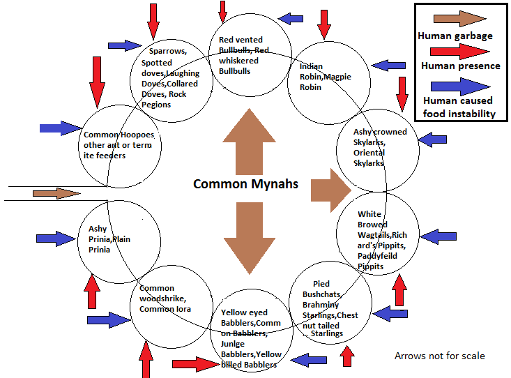 Morning sunbird: MYNAHS ON THE PROWL