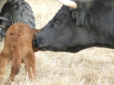 Moosters Meadows Dexters: A Poor Little Calf Who Had Lost Her Way....