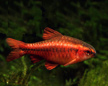 Le Barbus cerise (Puntius titteya)