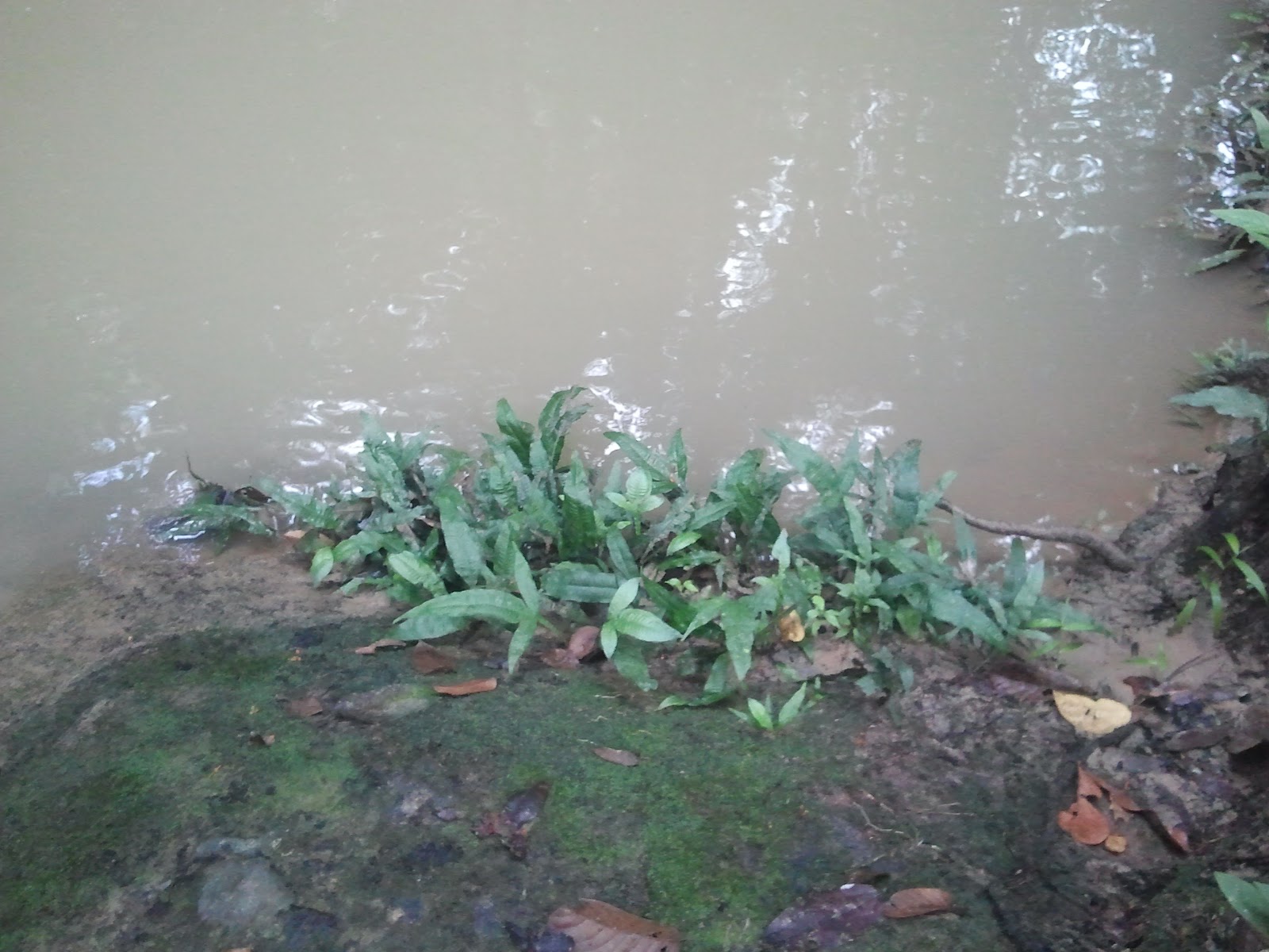 It's All About Aquascaping!: JAVA FERN (Microsorum Pteropus)
