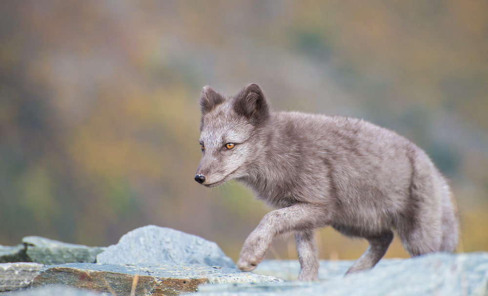 Øyvind Buljo Naturfoto: Fjellrev