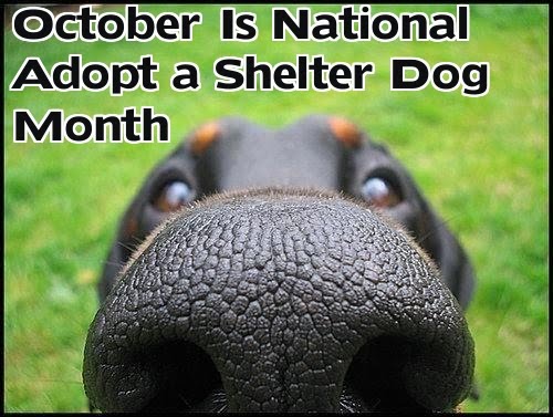 White Wolf : October is Adopt A Shelter Dog Month