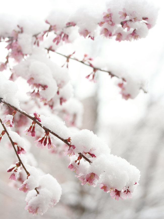 Sometimes It Snows In April | rolala loves