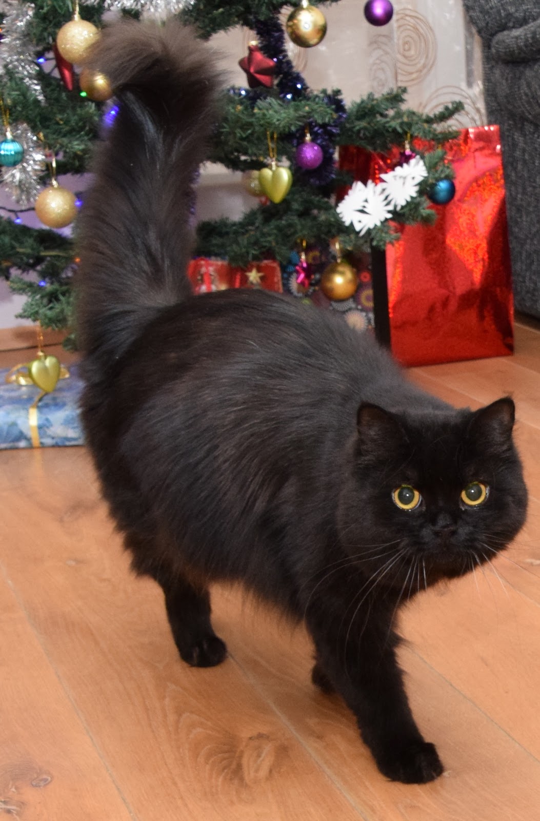 Marcalt maailmale: Läbikukkunud täiskasvanu ja jõulukass