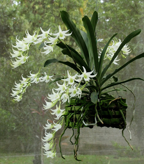 Orquídeas em Registro: Dichaea pendula