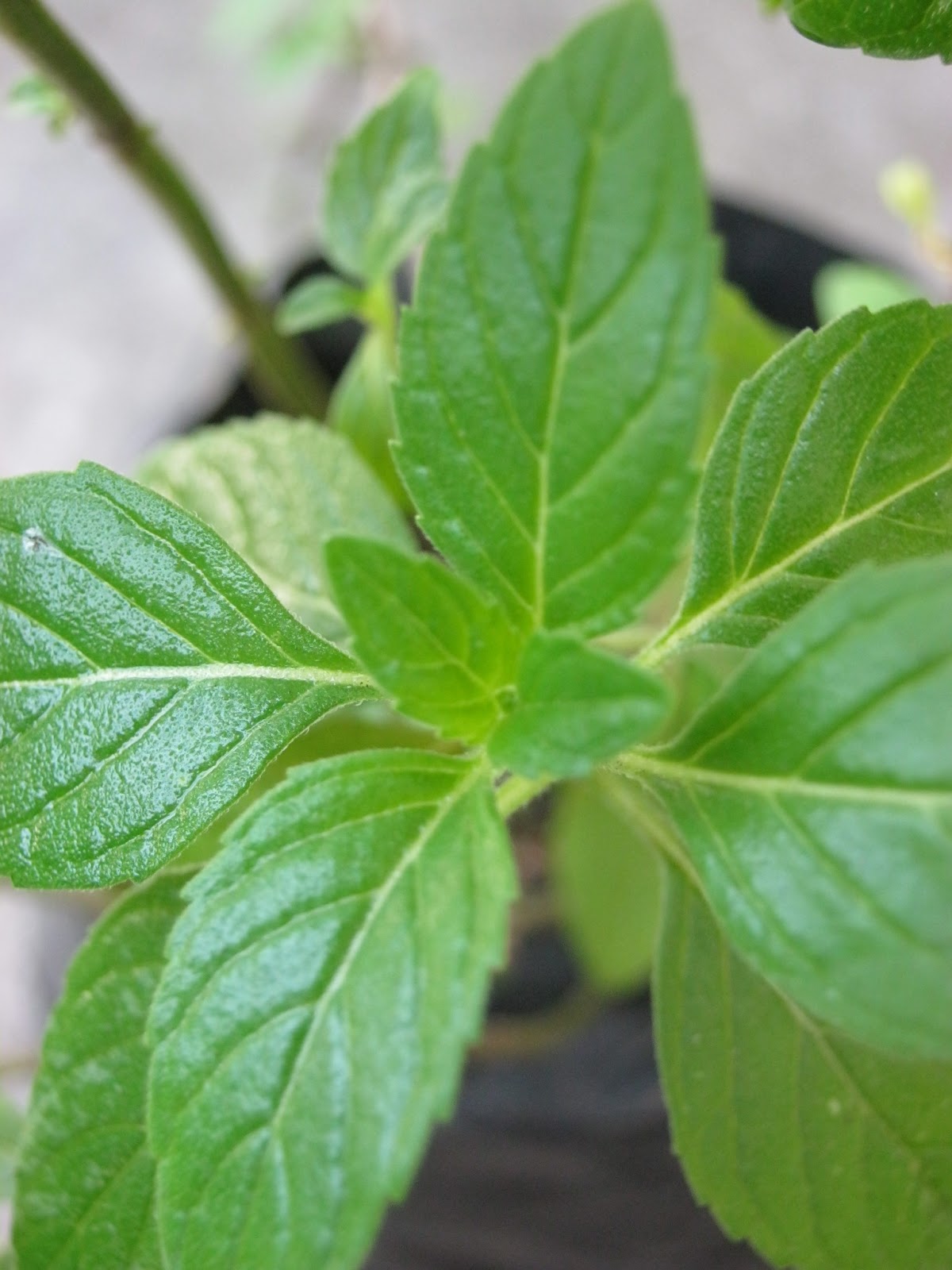 Different Herbal And Herbs, Different Needs - Enchanting Rivulet