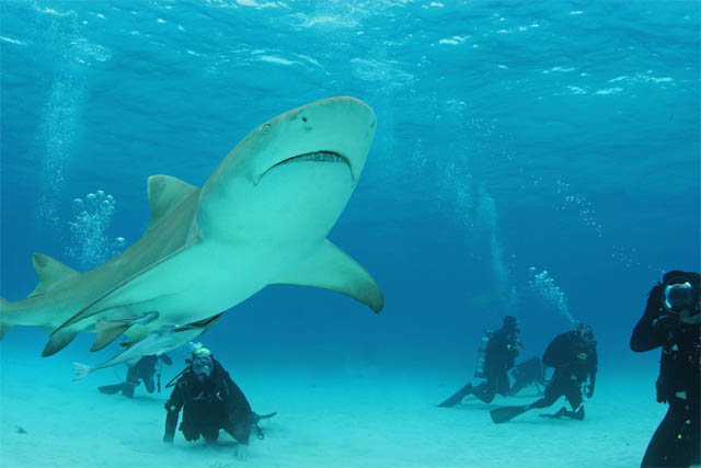 Ikan-ikan Hiu Ganas di Lautan ~ Obrien Williams