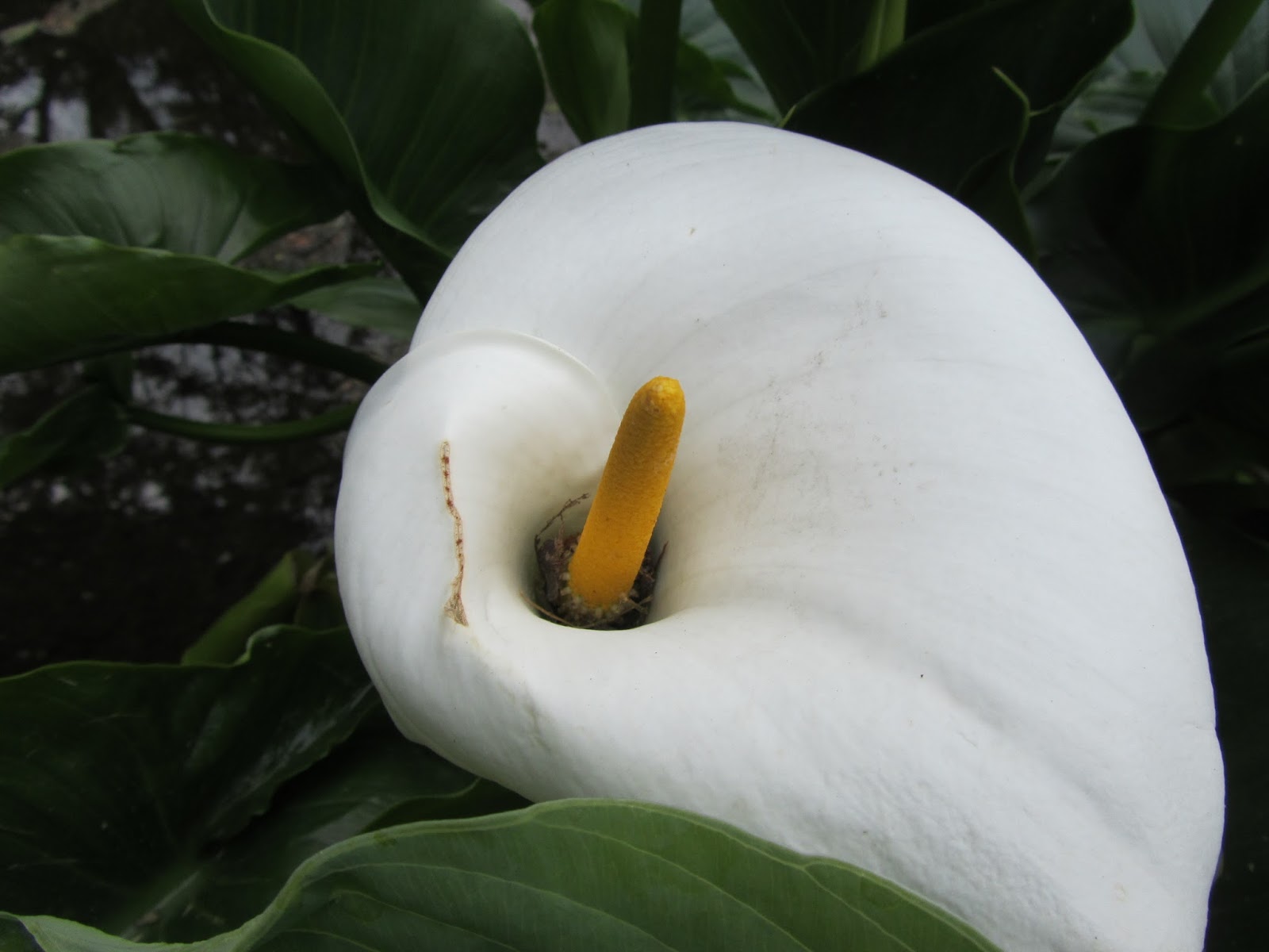Il Gusto Della Natura: Dove Piantare le Calle (Zantedeschia sp ...
