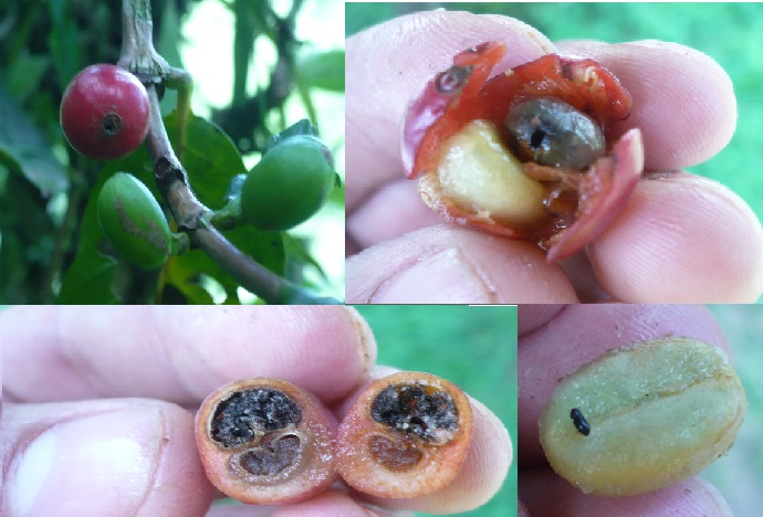 ARTICULACIÓN CON LA EDUCACIÓN MEDIA: LA BROCA DEL CAFÉ