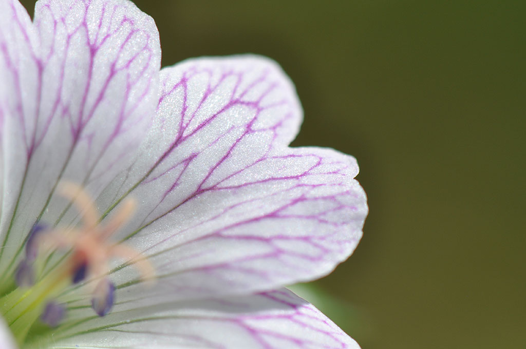 GERANiUM OXONiANUM 'WALTER'S GiFT' - goldenfairycottage